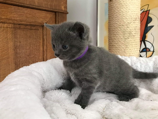 Nos chatons