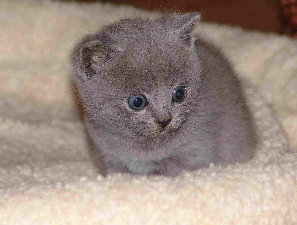 Bienvenue chartreux La Bruyère Bleue